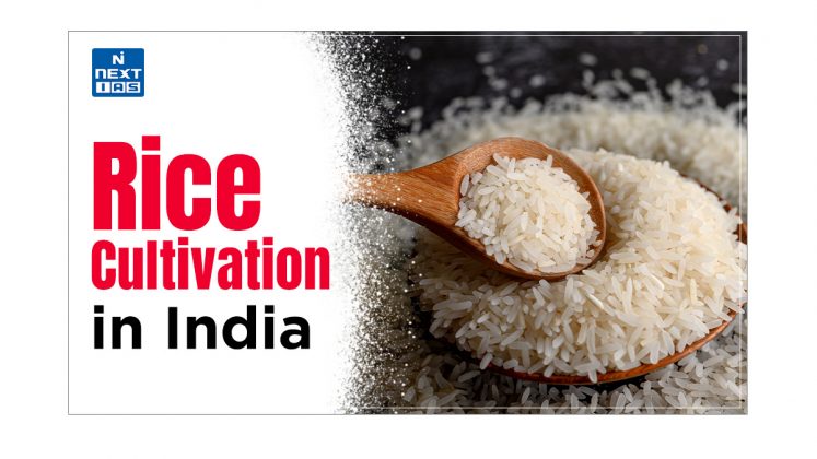 Rice Cultivation in India: About, Types, Direct Seeding - UPSC CSE